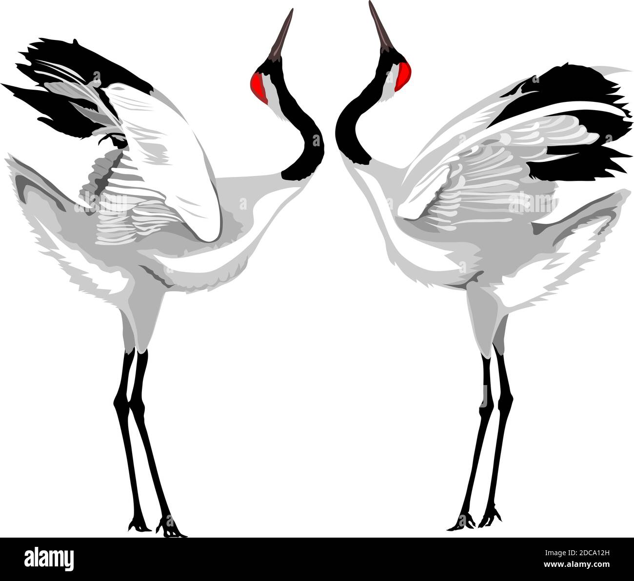 Vector of a pair of japanese red crown cranes Stock Vector Image & Art ...
