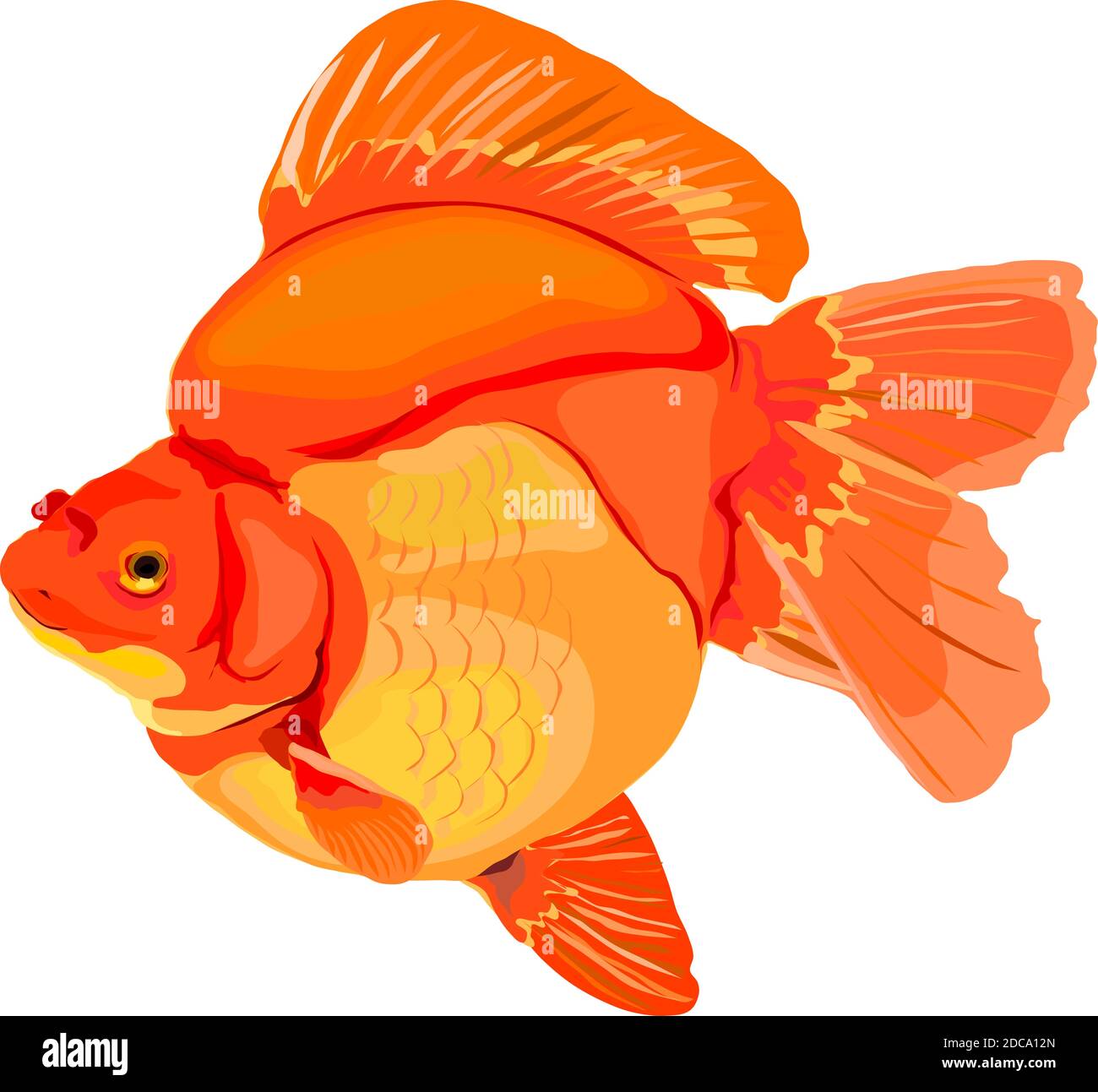 Vector of goldfish Stock Vector Image & Art - Alamy