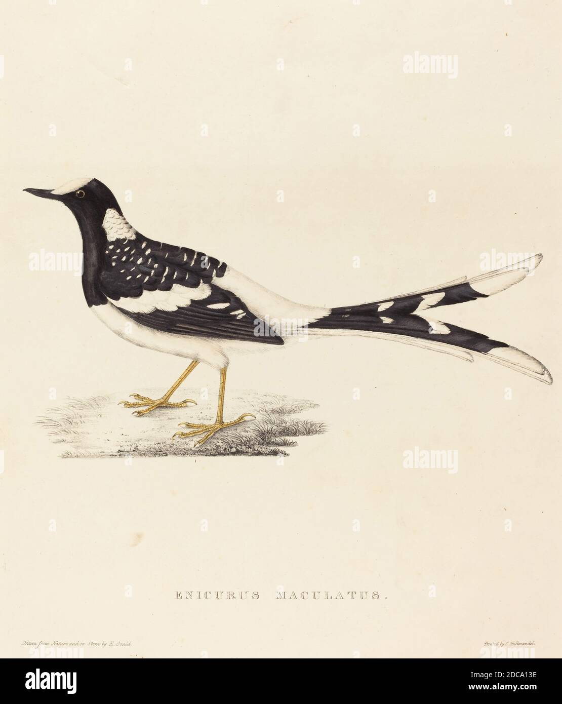 Elizabeth Gould, (artist), British, 1804 - 1841, Enicurus Maculatus ...