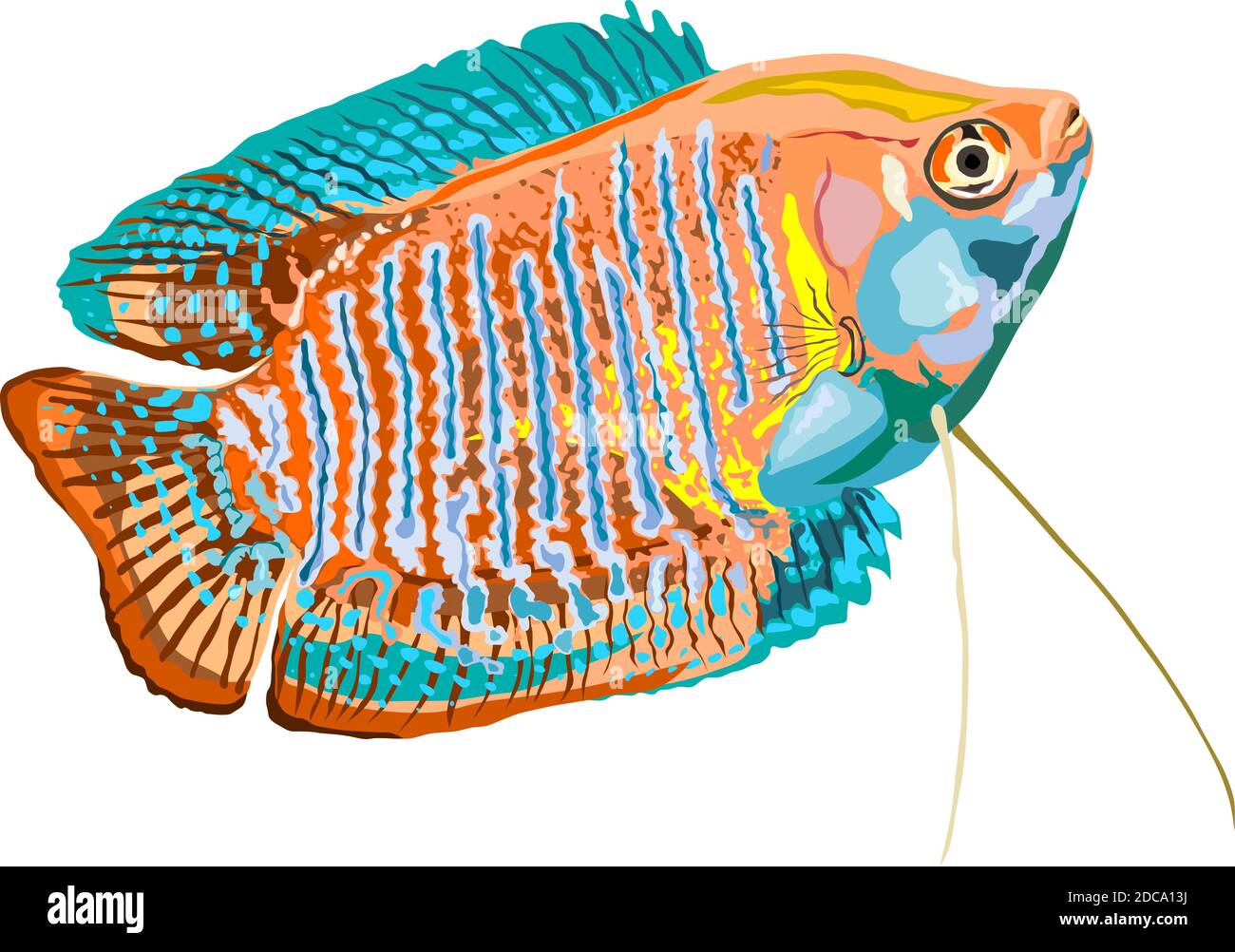 Vector of a gourami fish Stock Vector Image & Art - Alamy