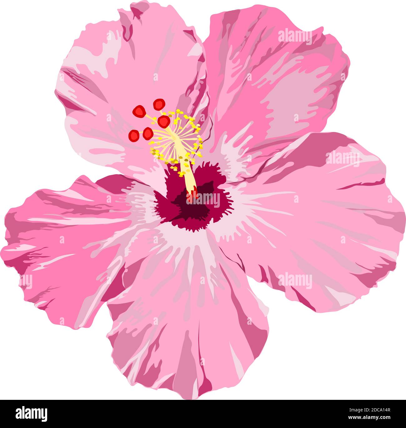 vector of hibiscus flower Stock Vector Image & Art - Alamy