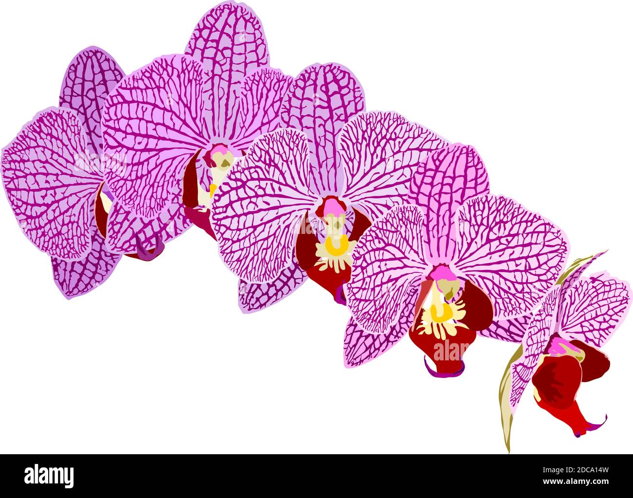 Vector of orchid flower Stock Vector Image & Art - Alamy