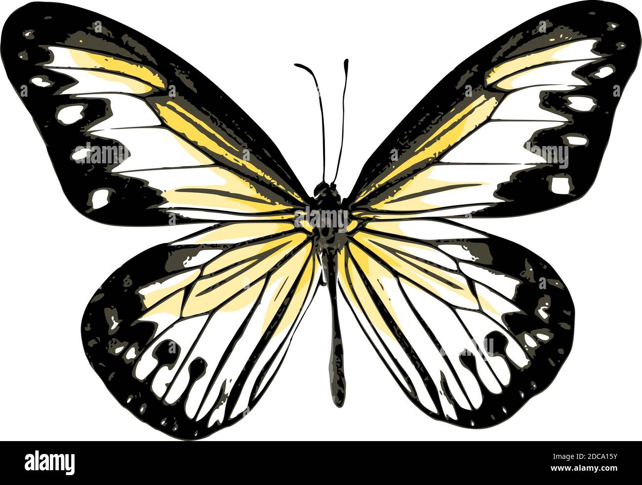 Vector of butterfly Stock Vector Image & Art - Alamy