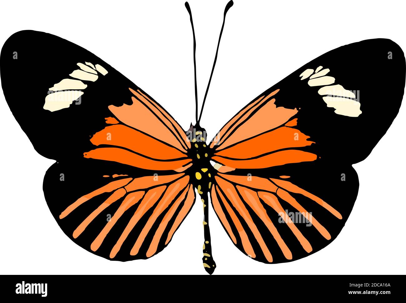 Vector of butterfly Stock Vector Image & Art - Alamy