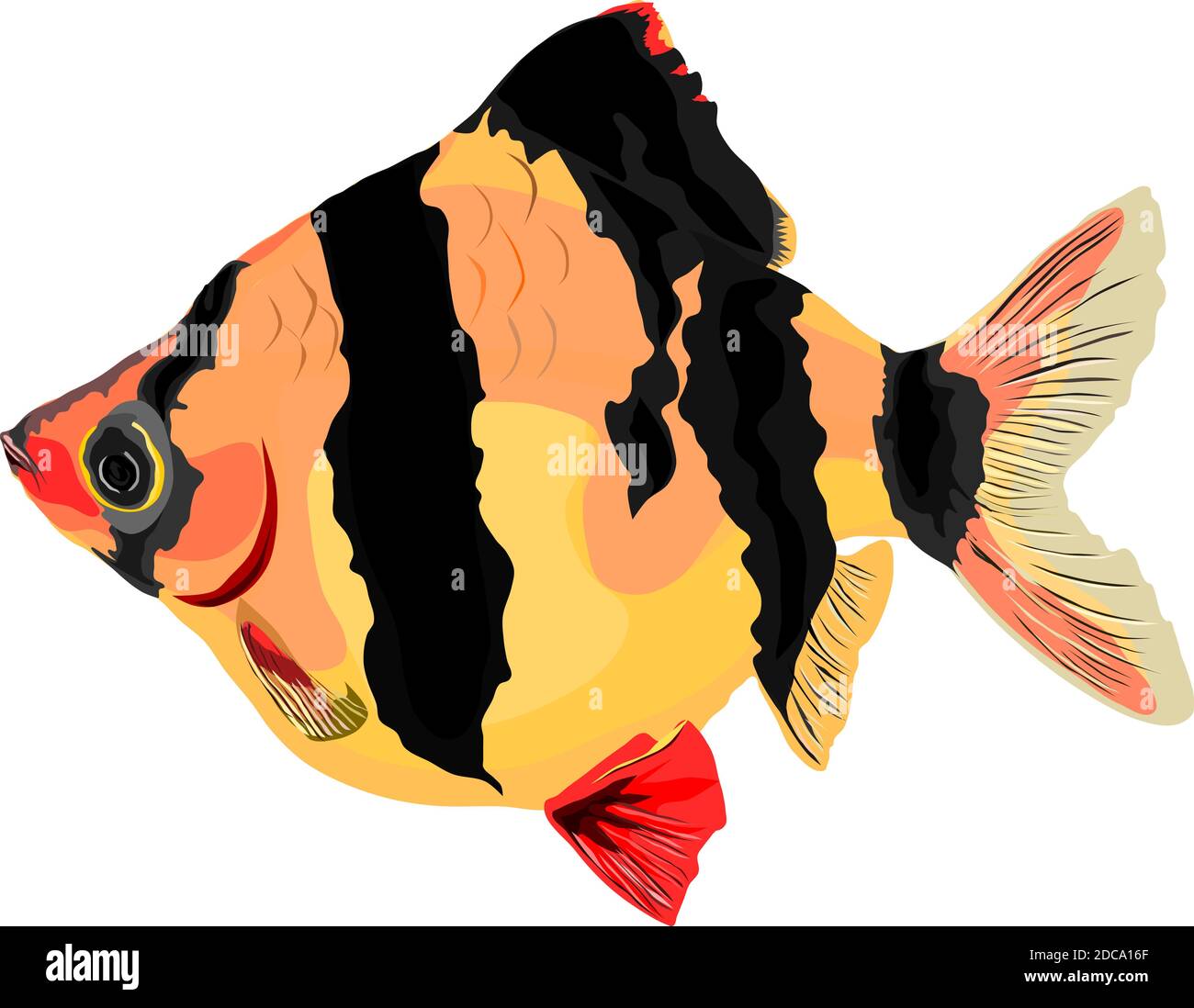 Tiger fish vector vectors hi-res stock photography and images - Alamy