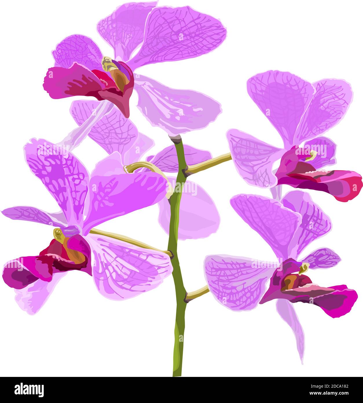 Vector of orchid flower Stock Vector Image & Art - Alamy