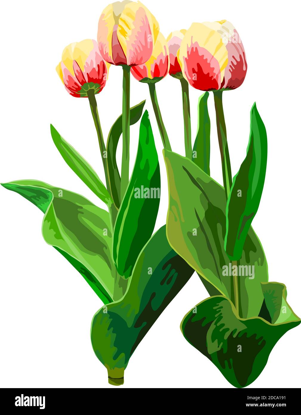 Spring tulip bouquet on Stock Vector Images - Alamy