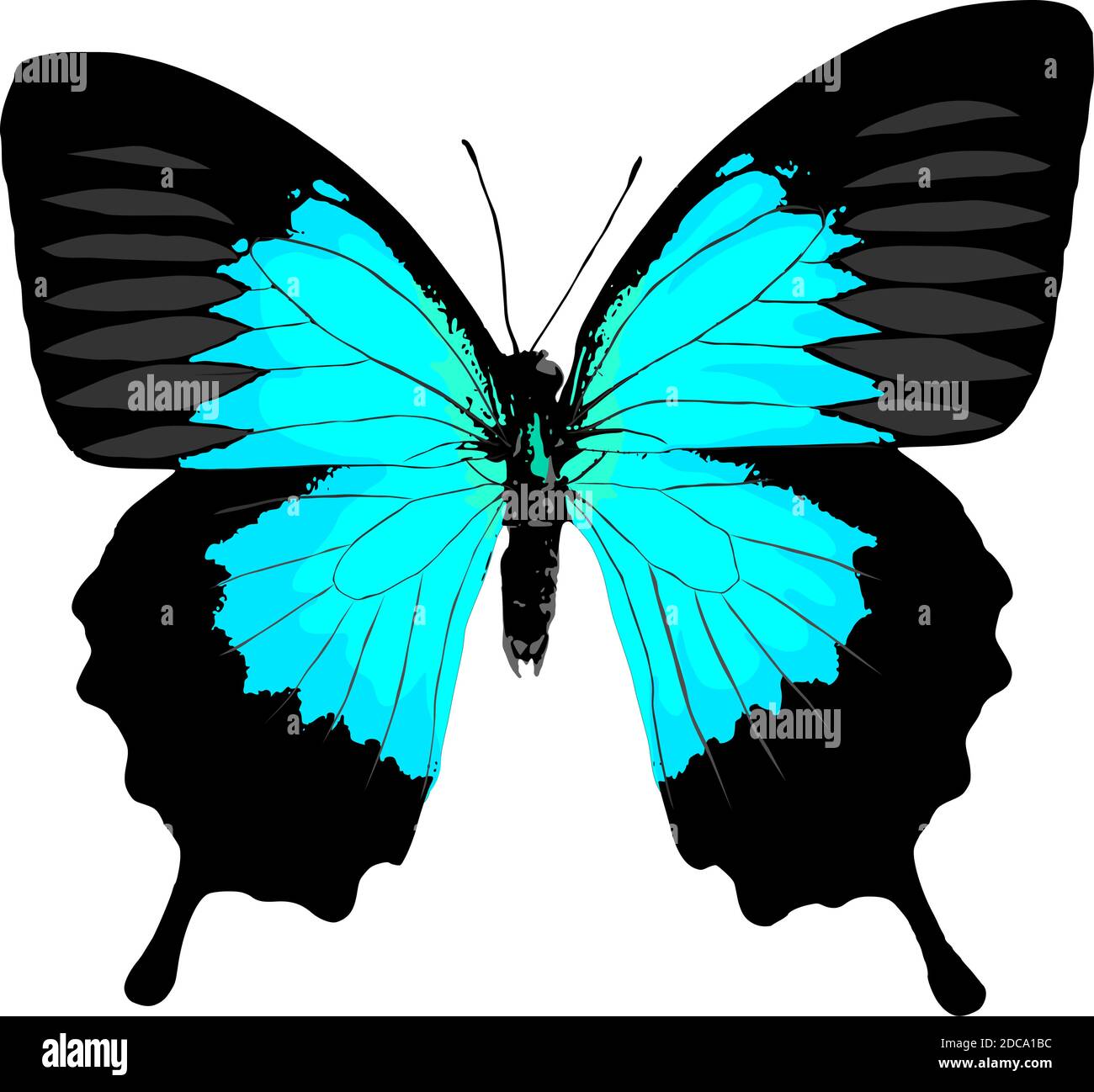 Vector of butterfly Stock Vector Image & Art - Alamy