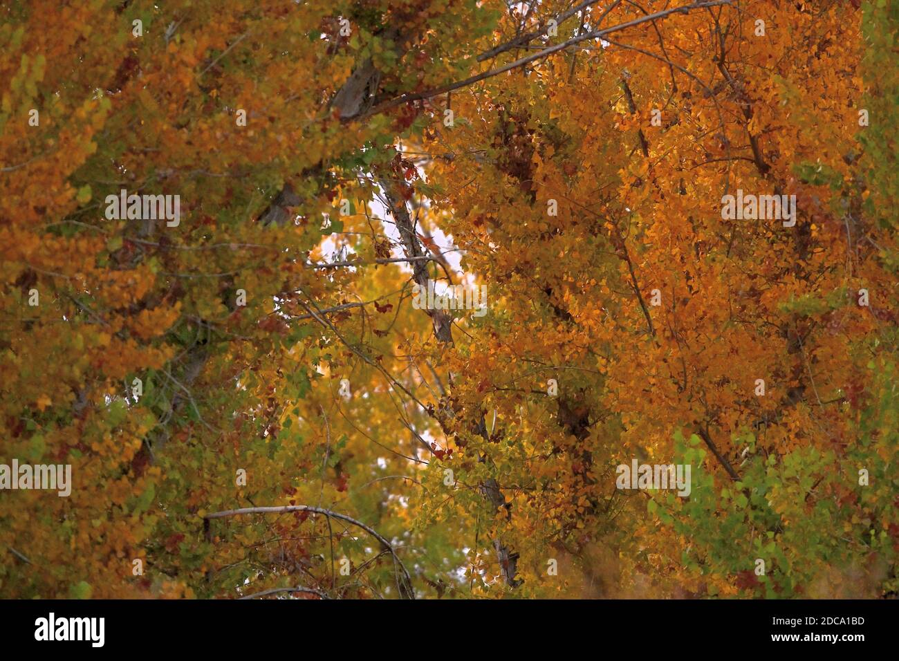 The Fall 2020 Stock Photo - Alamy
