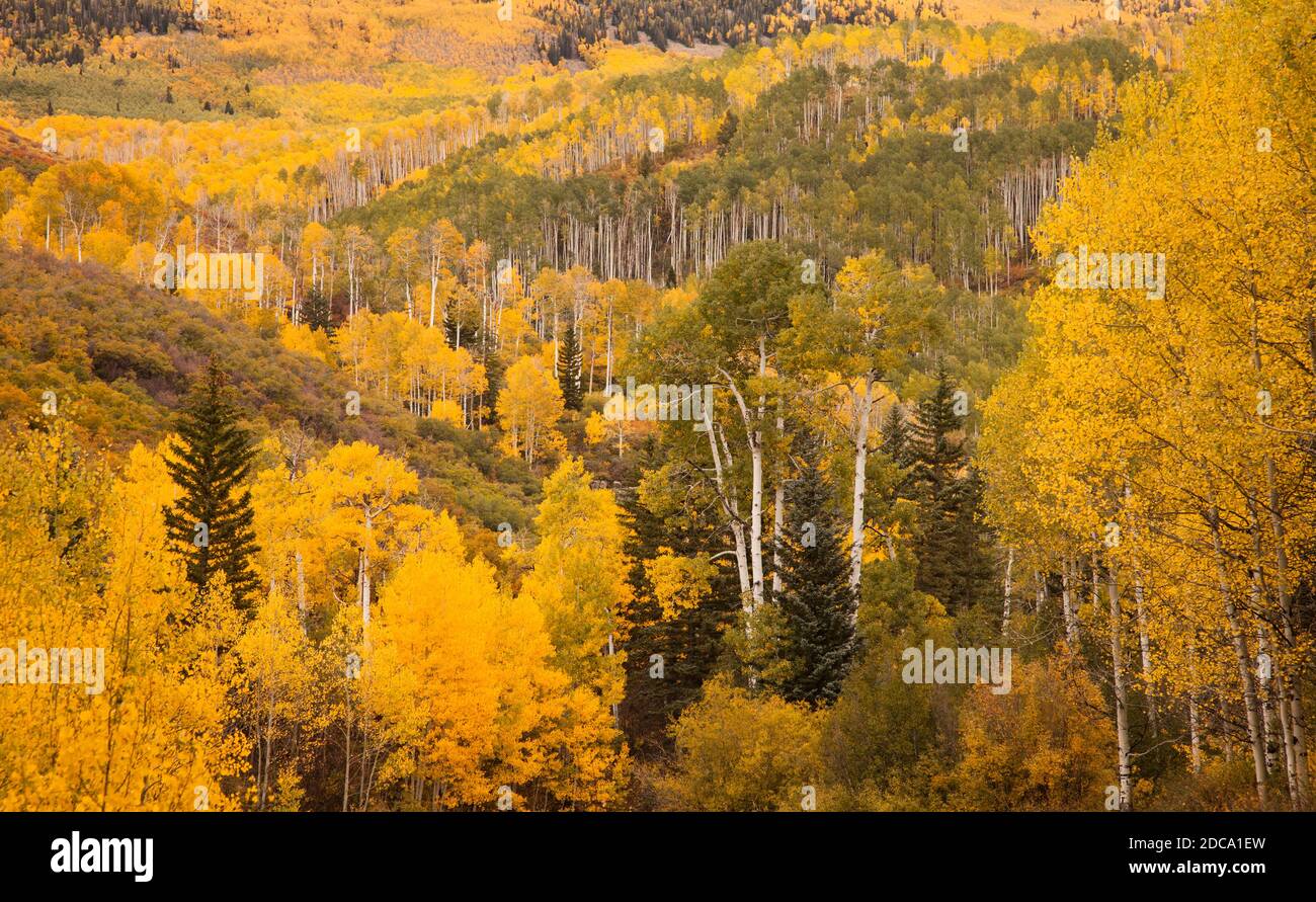 Quaking aspen leaves in fall color in the Manti-La Sal National Forest ...