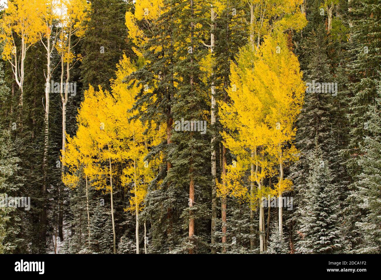 Quaking aspen trees in fall color with early snow on the fir trees in ...