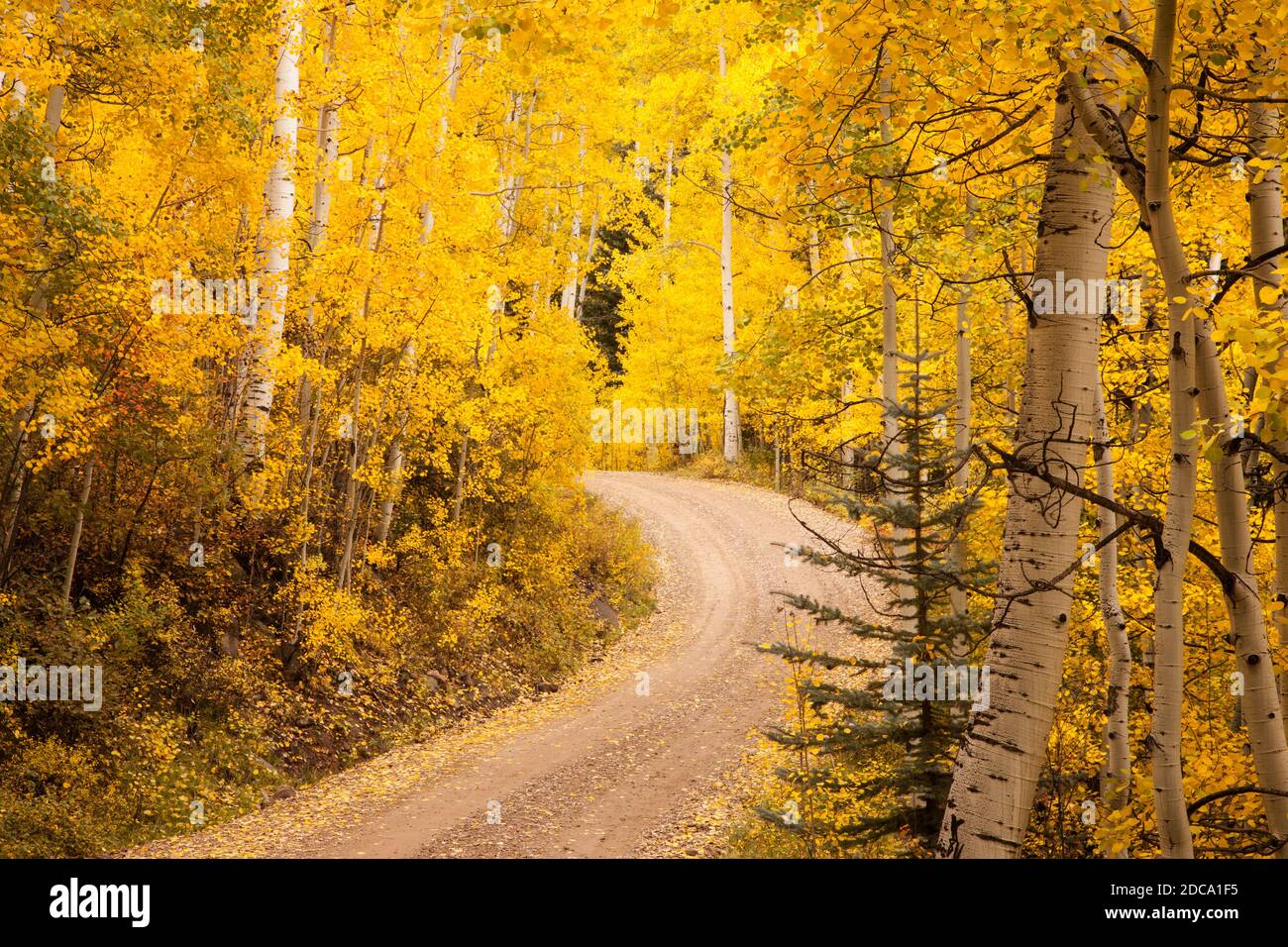 Quaking aspen leaves in fall color in the Manti-La Sal National Forest ...