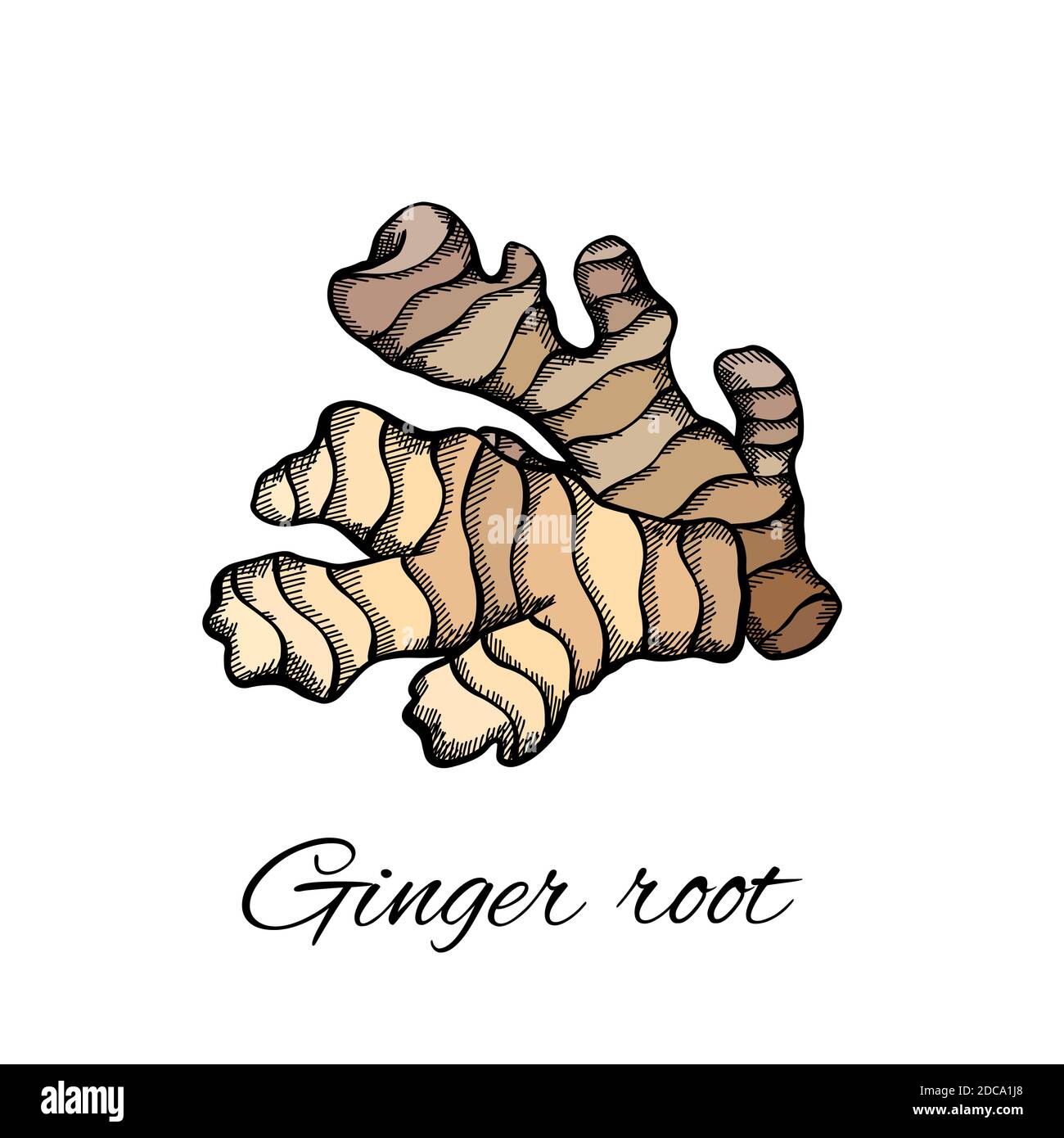 Color sketch of ginger root with the inscription on a white background ...