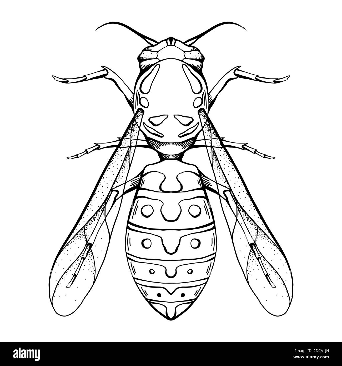Contour sketch of a wasp with a top view on a white background. Flying ...