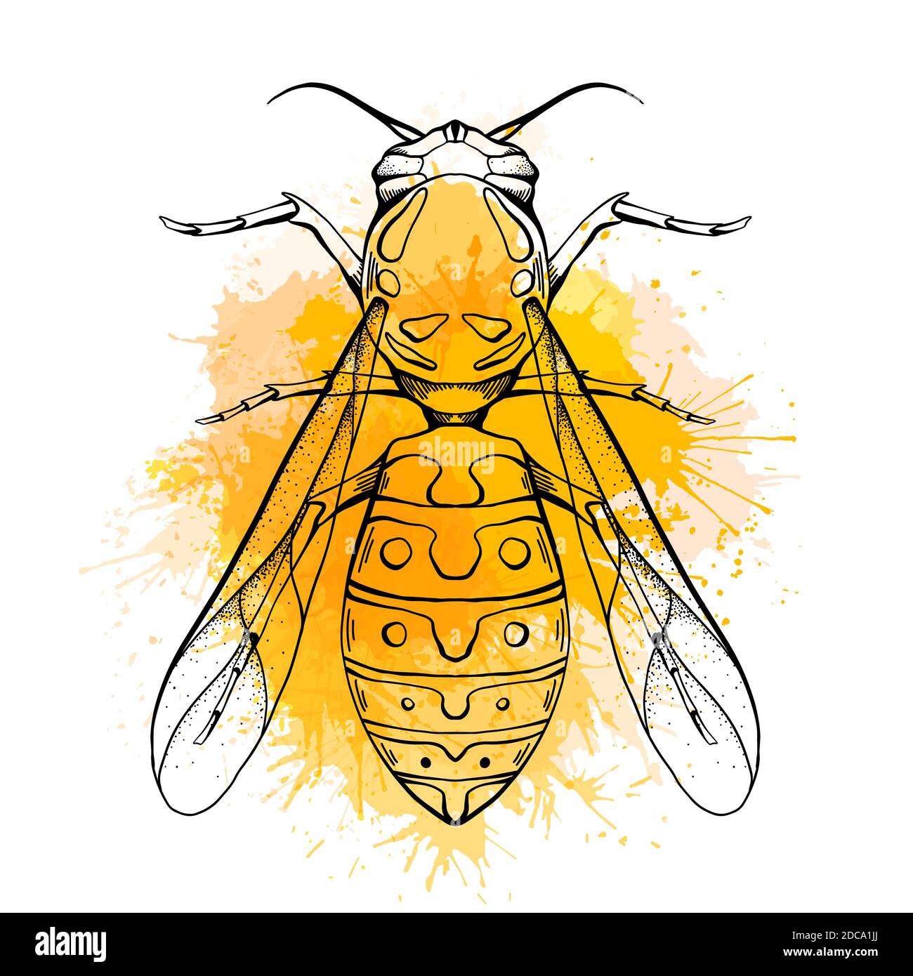 Contour sketch of a wasp with a top view with yellow watercolor ...