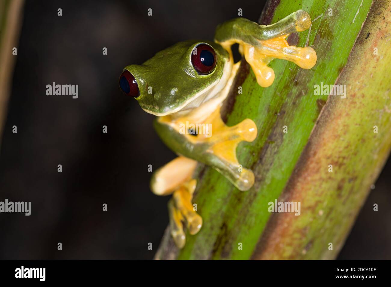 A Parachuting or Flying Leaf Frog, Agalychnis spurelli, on a heliconia ...