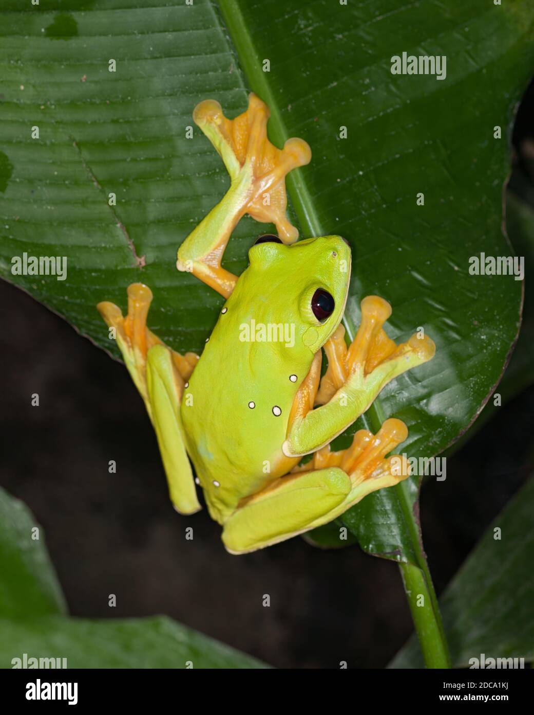 A Parachuting or Flying Leaf Frog, Agalychnis spurelli, on a heliconia ...