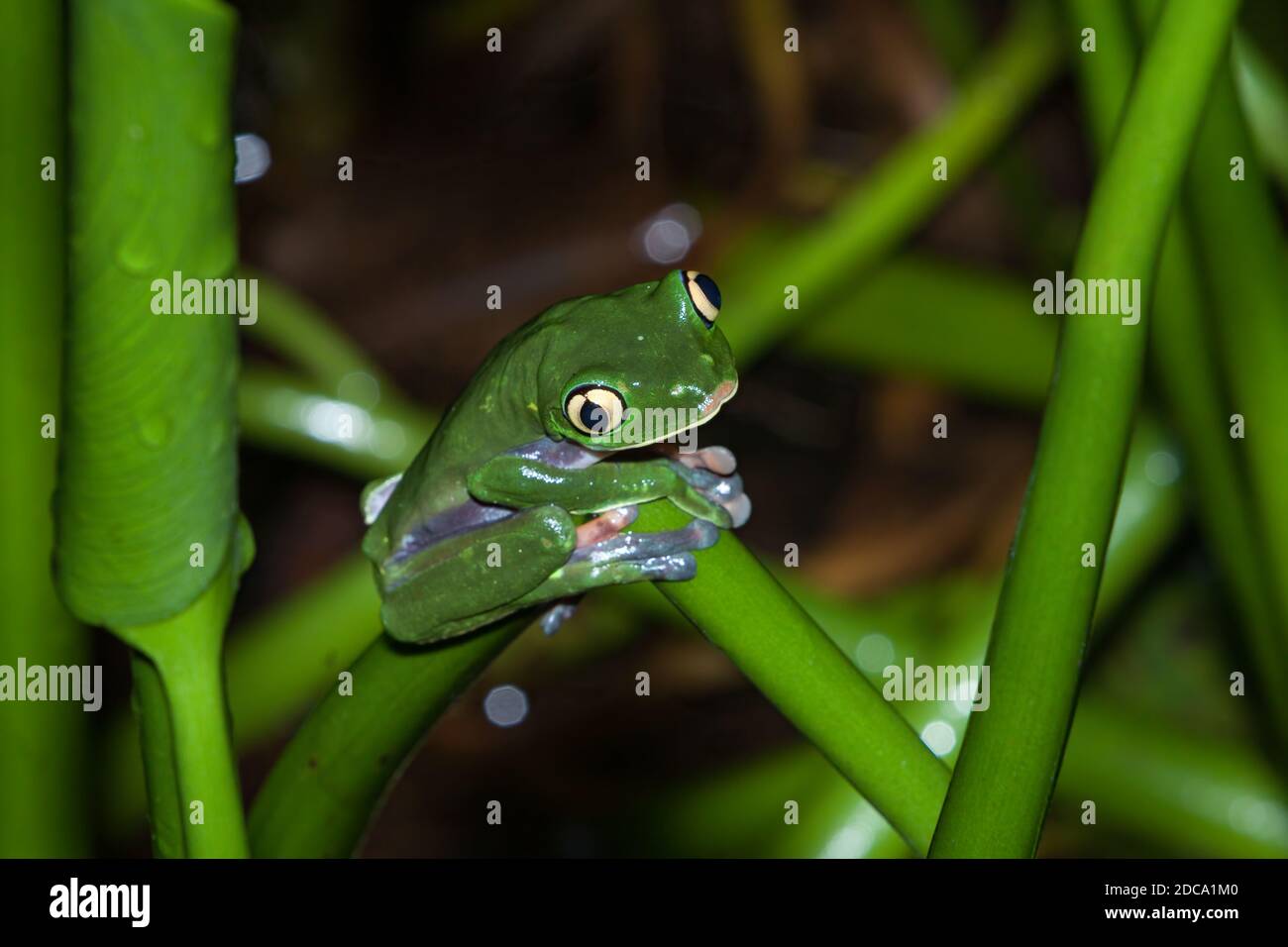 The Blue-sided Leaf Frog, Yellow-eyed or Orange-eyed Tree Frog ...