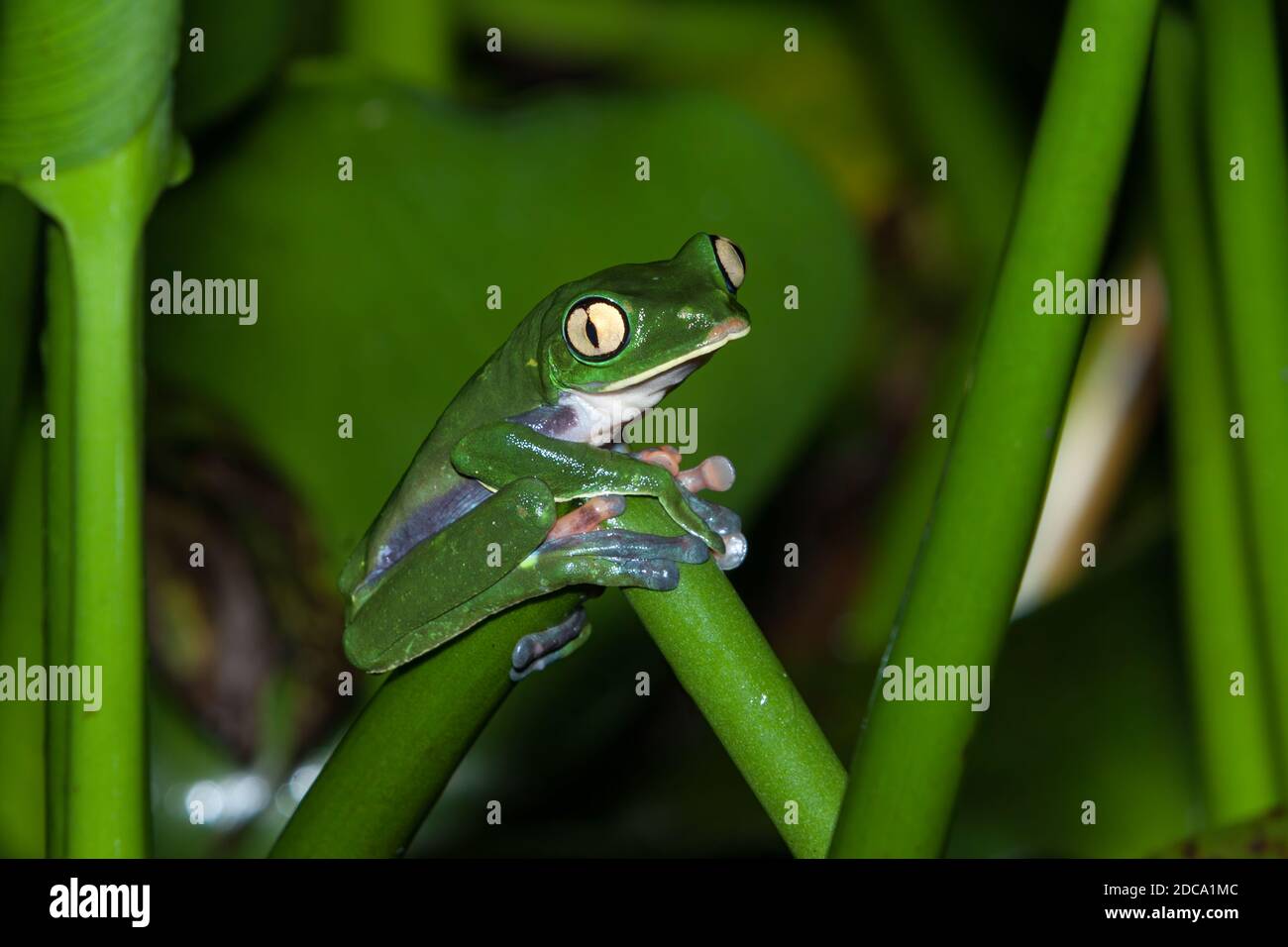 The Blue-sided Leaf Frog, Yellow-eyed or Orange-eyed Tree Frog ...