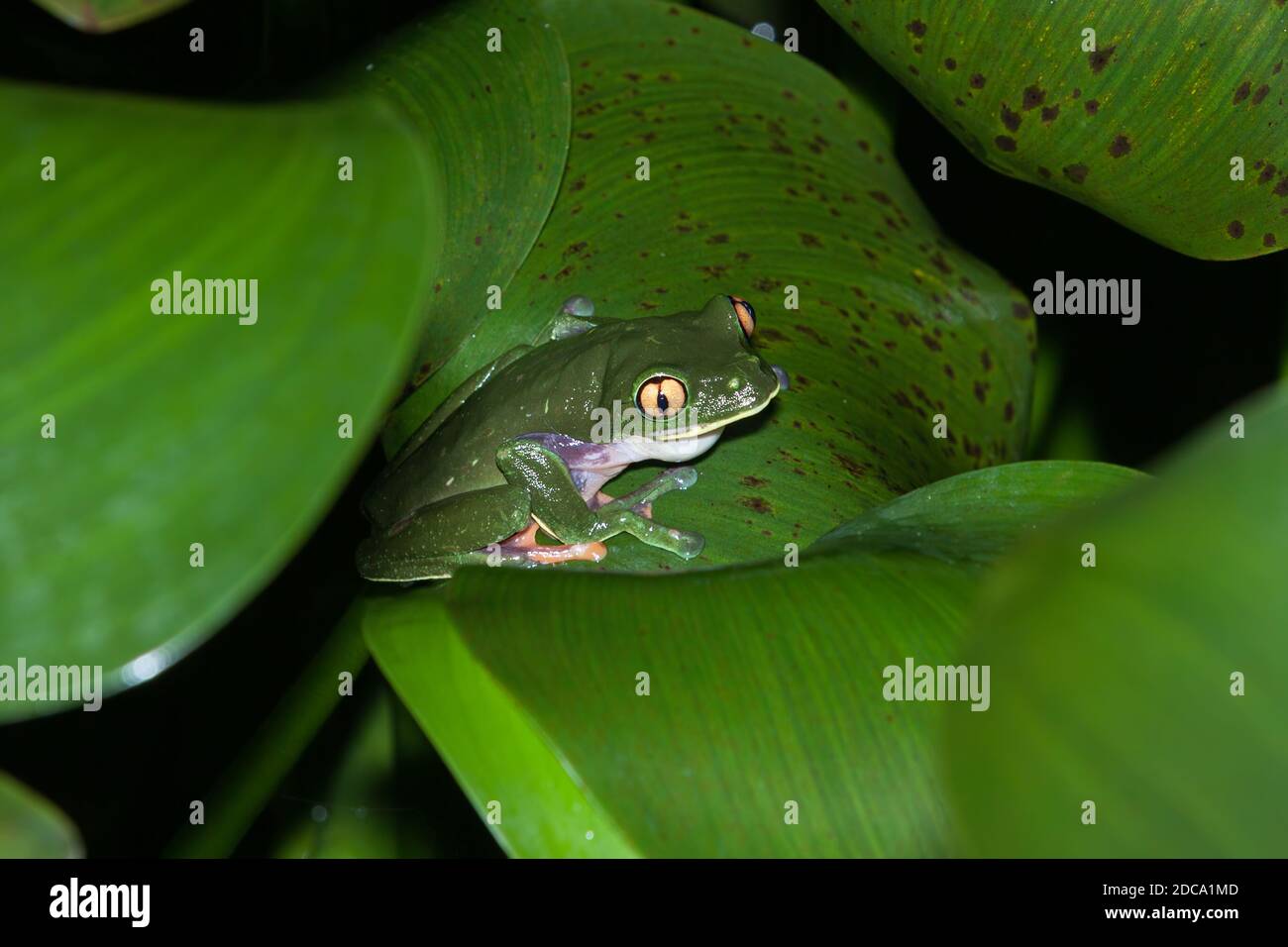 The Blue-sided Leaf Frog, Yellow-eyed or Orange-eyed Tree Frog ...