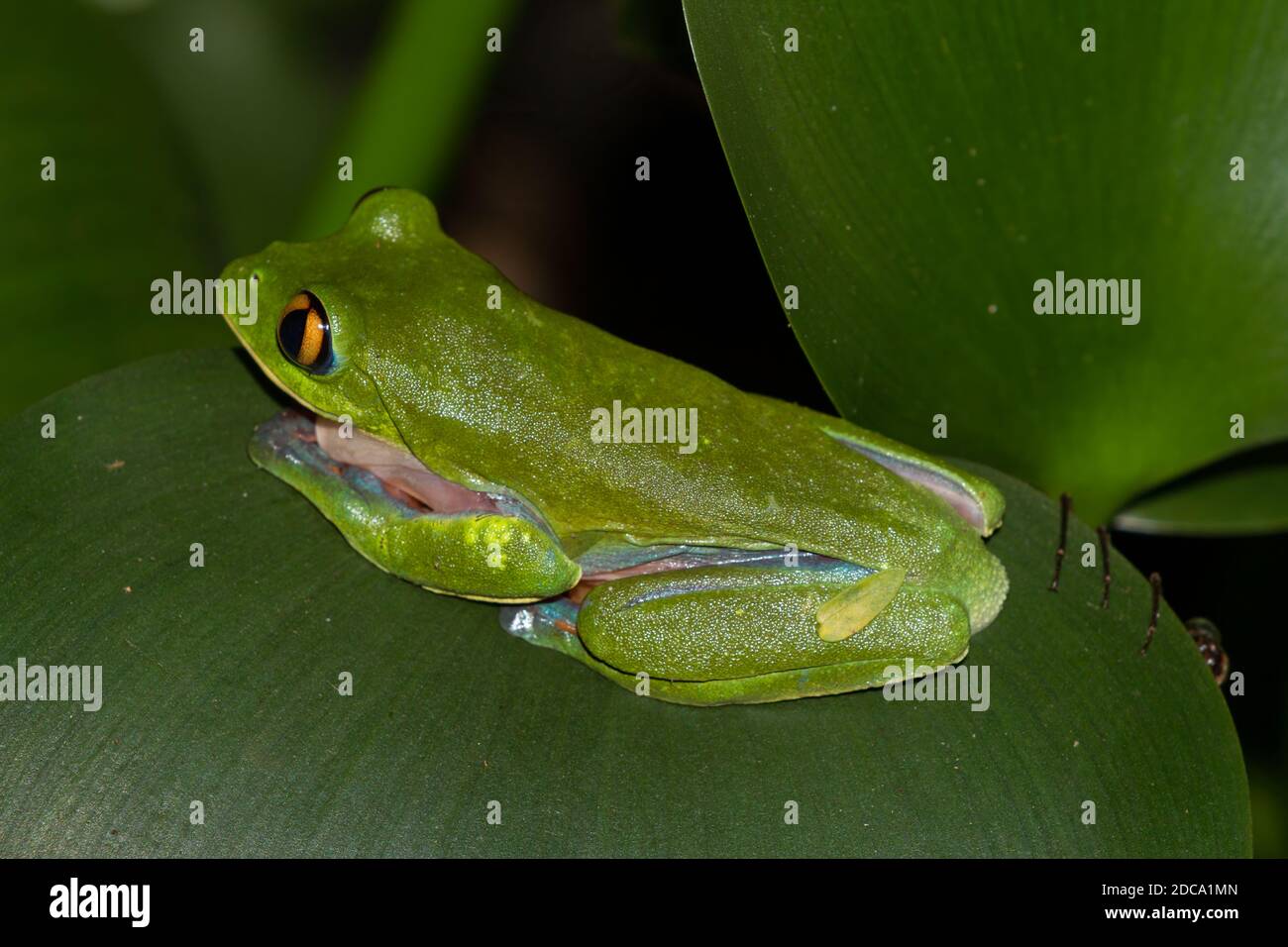 The Blue-sided Leaf Frog, Yellow-eyed or Orange-eyed Tree Frog ...