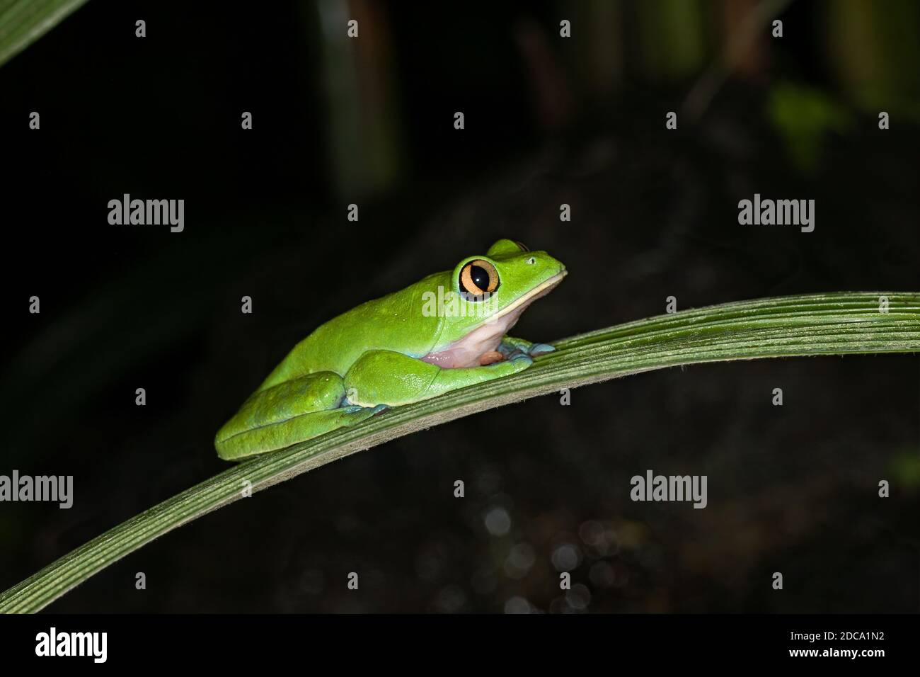 The Blue-sided Leaf Frog, Yellow-eyed or Orange-eyed Tree Frog ...