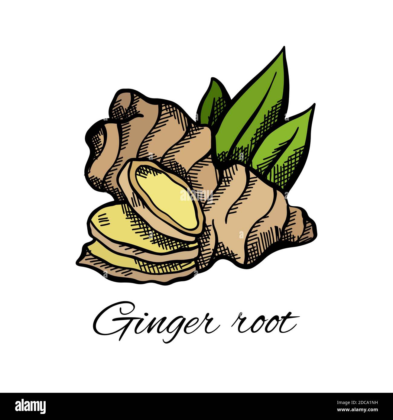 Ginger Vector