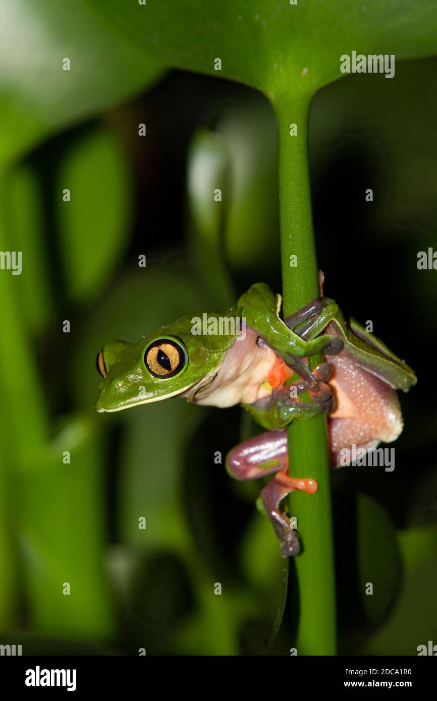 The Blue-sided Leaf Frog, Yellow-eyed or Orange-eyed Tree Frog ...
