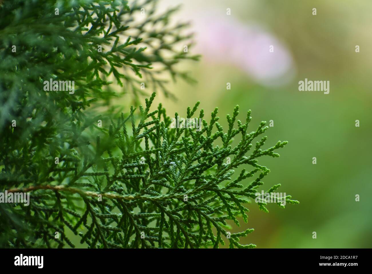 Western Red Cedar Leaf Stock Photo - Alamy