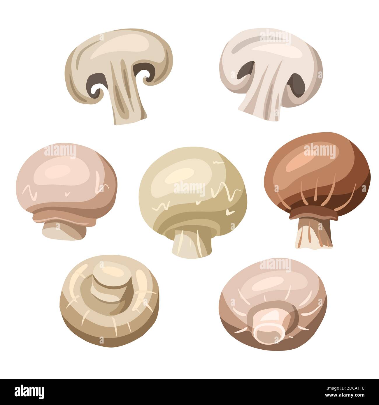 Set of flat hand drawn illustration of champignon mushrooms separately ...