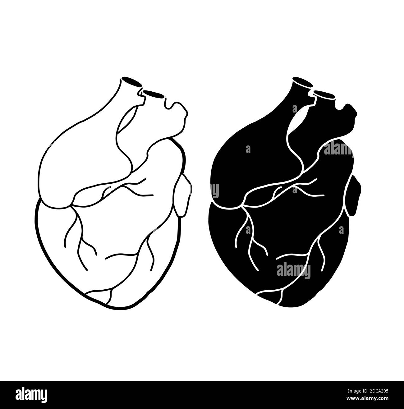 Clipart Real Heart
