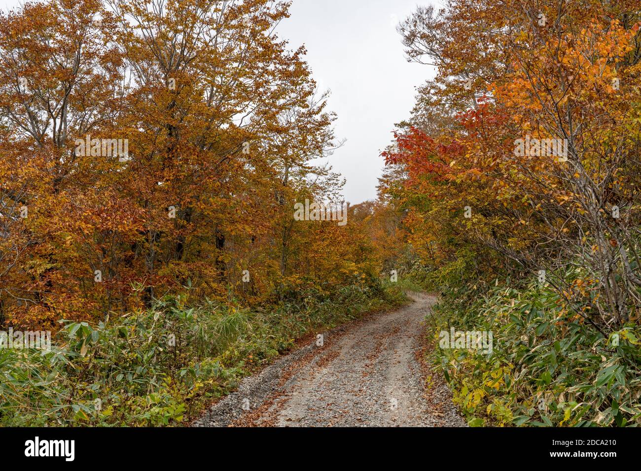 Mountain path in autumn foliage season Stock Photo - Alamy