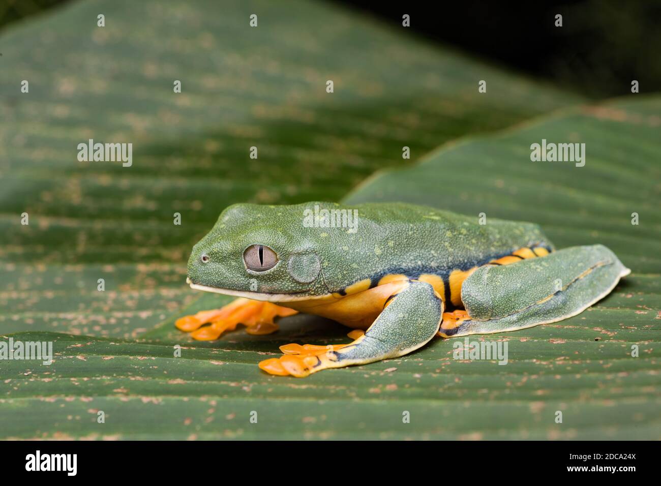 The Splendid Leaf Frog, Cruziohyla calcarifer, is found in humid ...