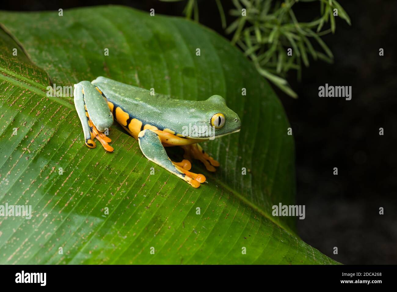 The Splendid Leaf Frog, Cruziohyla calcarifer, is found in humid ...