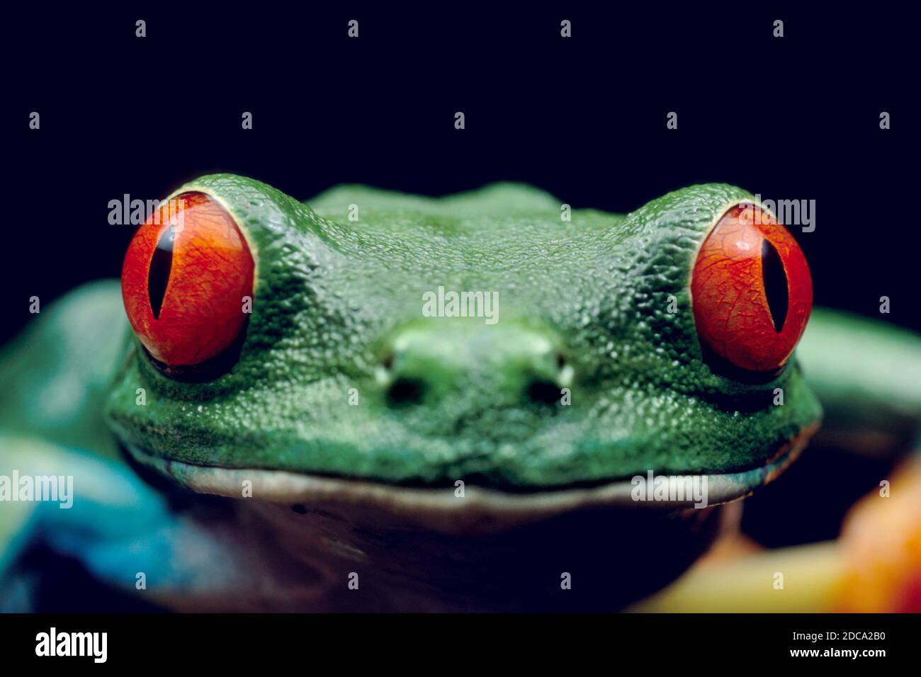 The bright red eyes of a Red-eyed Leaf Frog or Red-eyed Tree Frog in ...