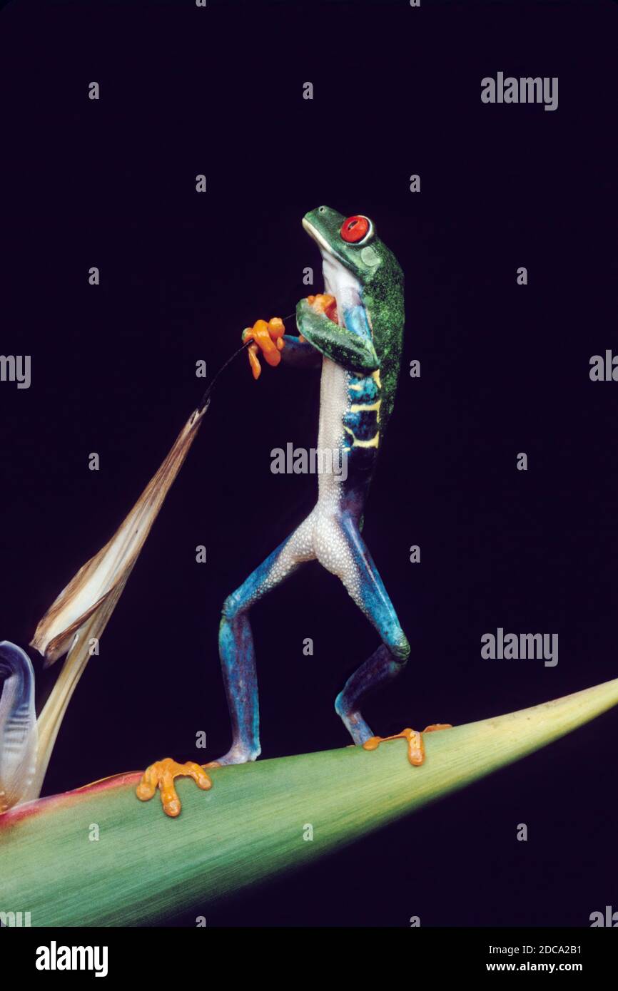 Dancing frog hi-res stock photography and images - Alamy