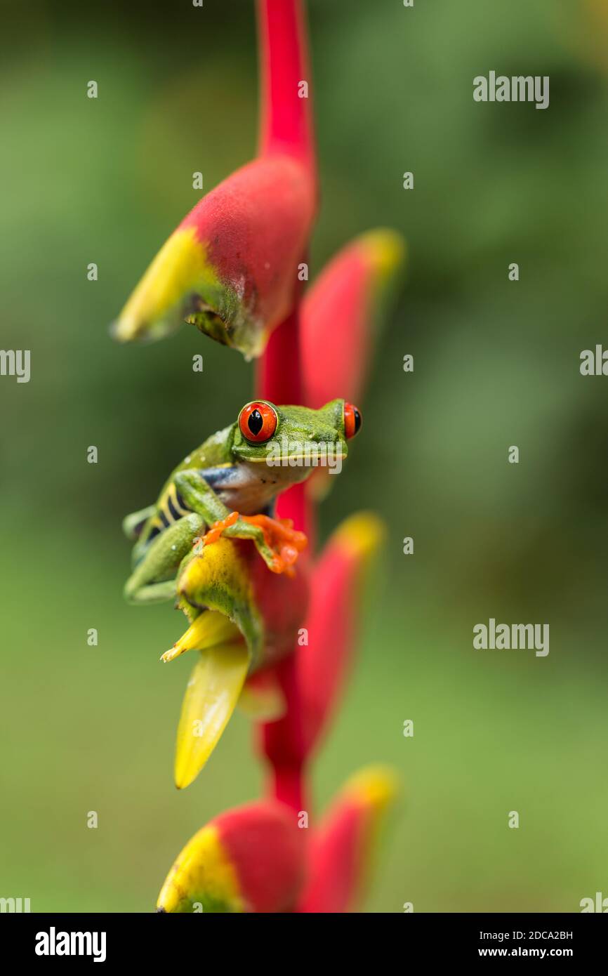 A Red-eyed Leaf Frog, Agalychnis calladryis, on a lobster claw ...