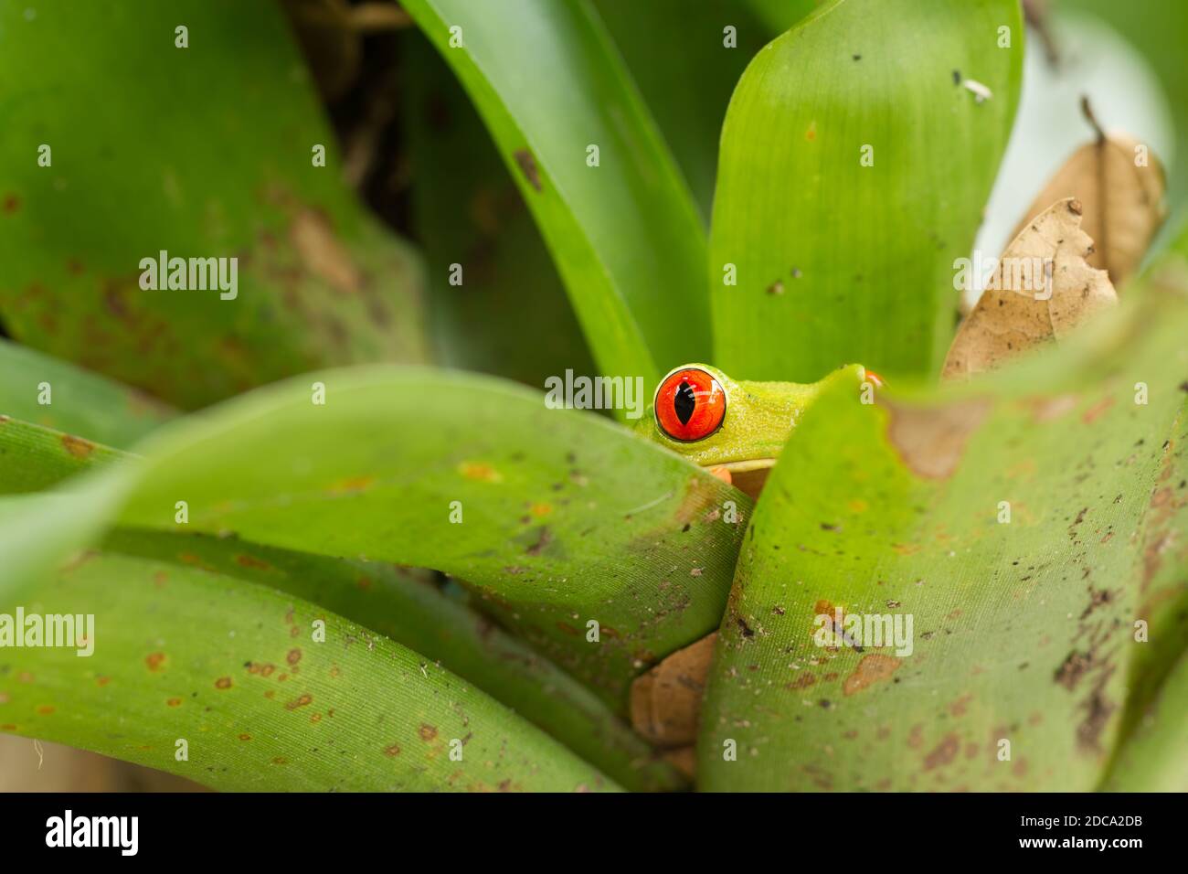A Red-eyed Tree Frog or Red-eyed Leaf Frog, Agalychnis callidryas ...