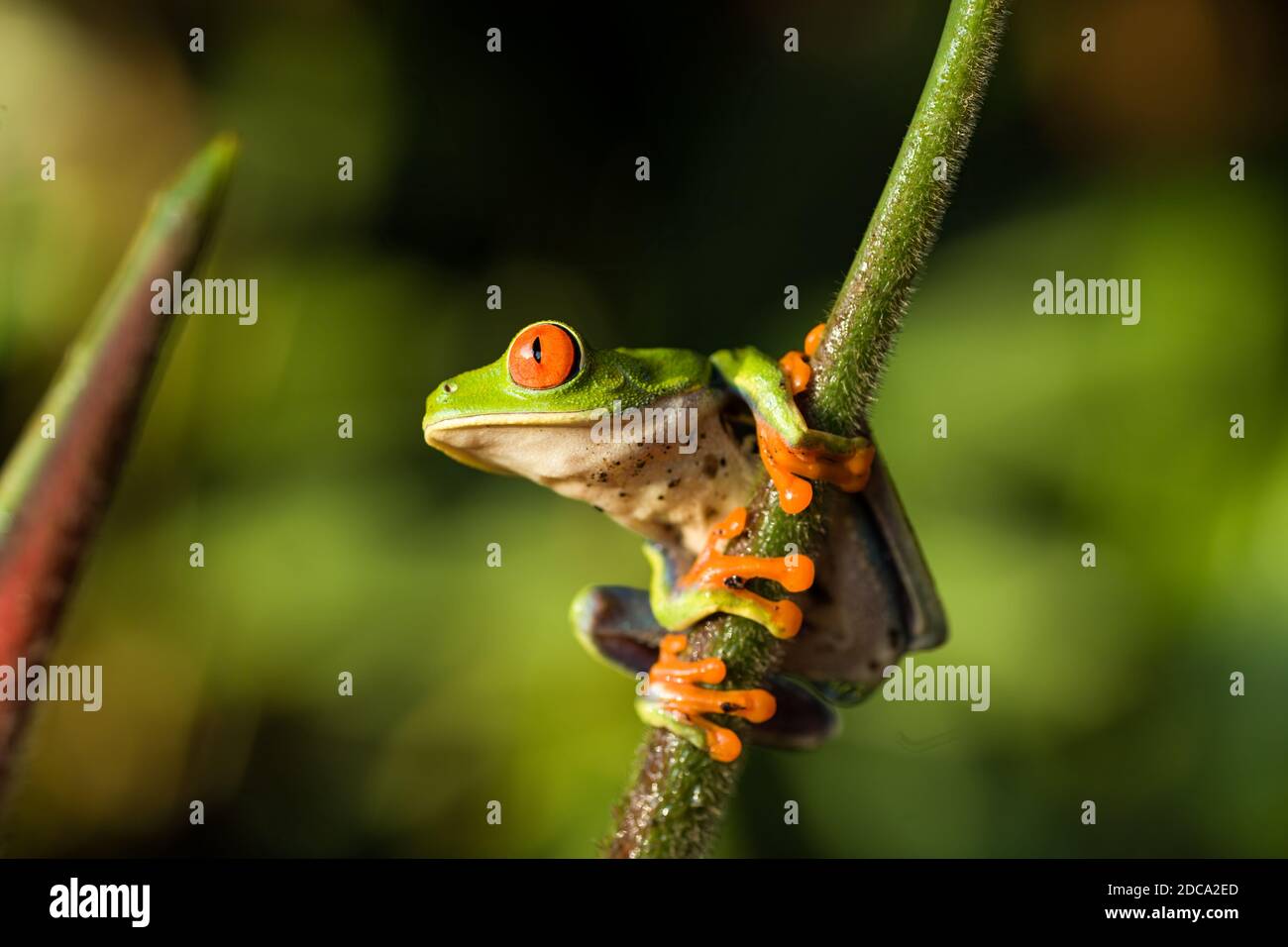 A Red-eyed Tree Frog or Red-eyed Leaf Frog, Agalychnis callidryas, on a ...