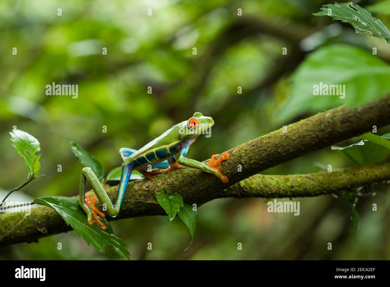 A Red-eyed Tree Frog or Red-eyed Leaf Frog, Agalychnis callidryas ...