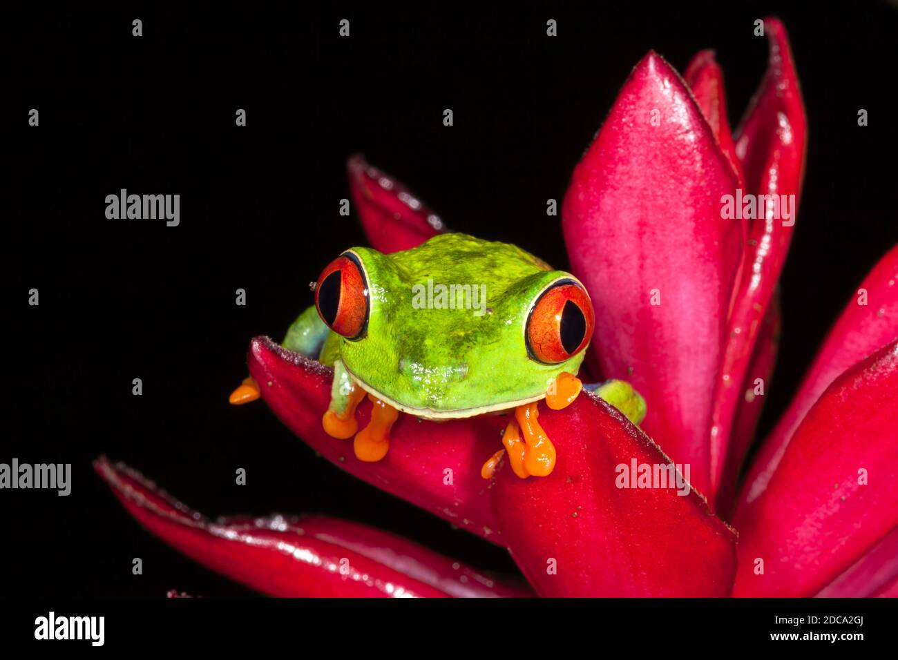 A Red-eyed Leaf Frog,Agalychnis callidryas, on a red ginger plant at ...