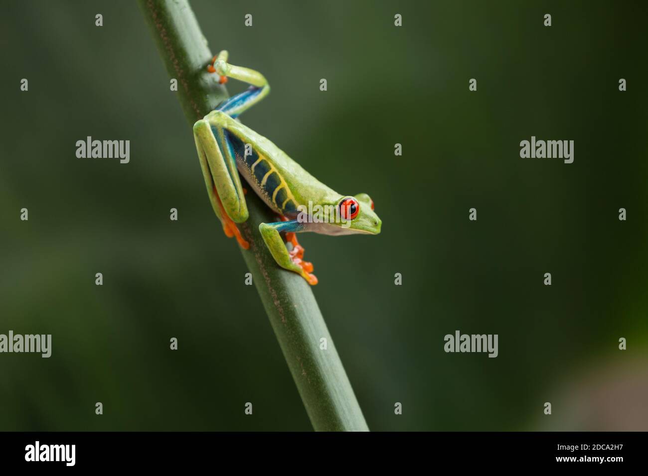 Red eyed tree frog plant stem hi-res stock photography and images - Alamy