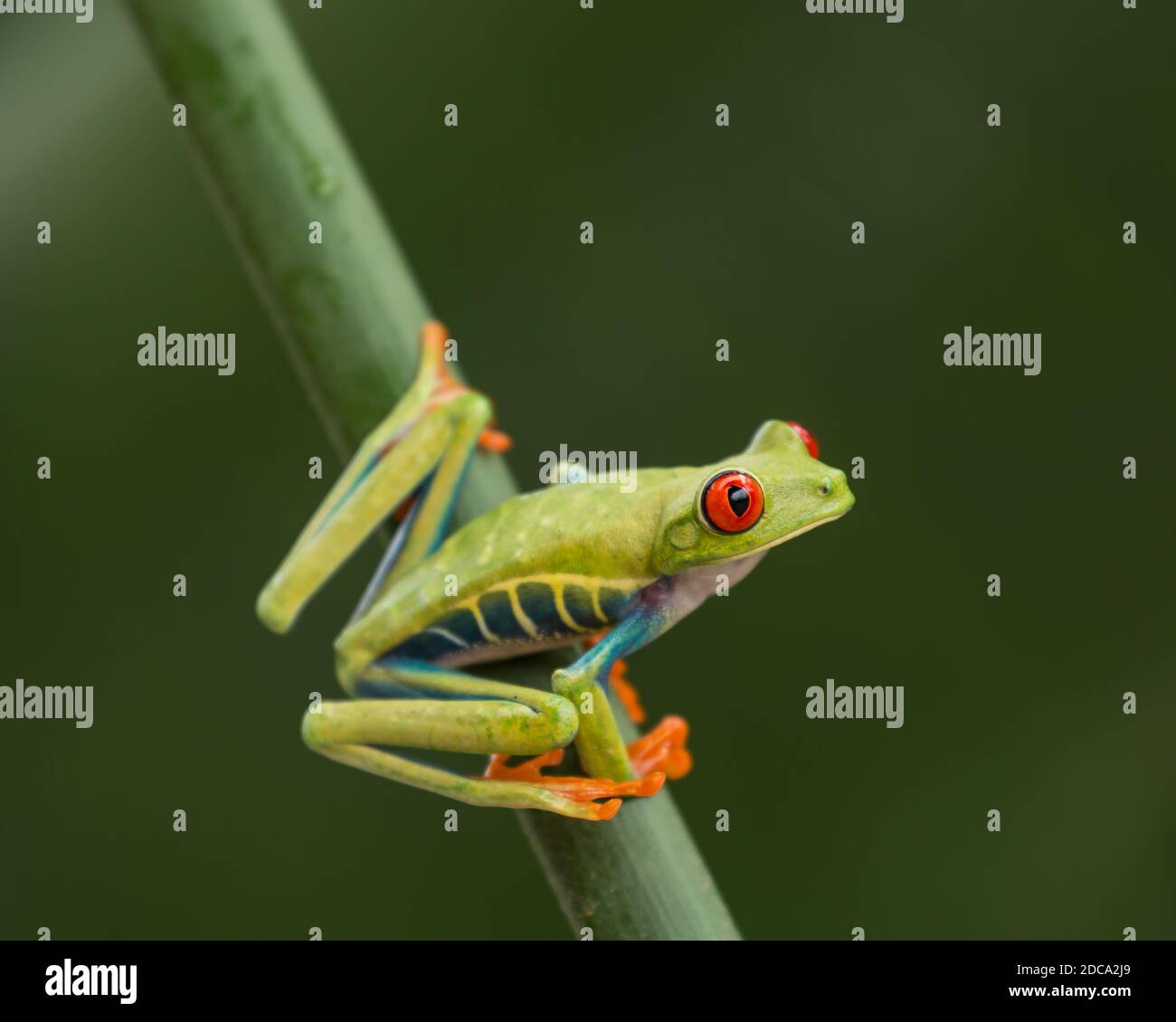 A Red-eyed Tree Frog or Red-eyed Leaf Frog, Agalychnis callidryas, on a ...