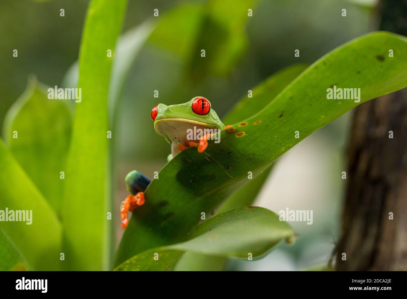 A Red-eyed Tree Frog or Red-eyed Leaf Frog, Agalychnis callidryas, on a ...