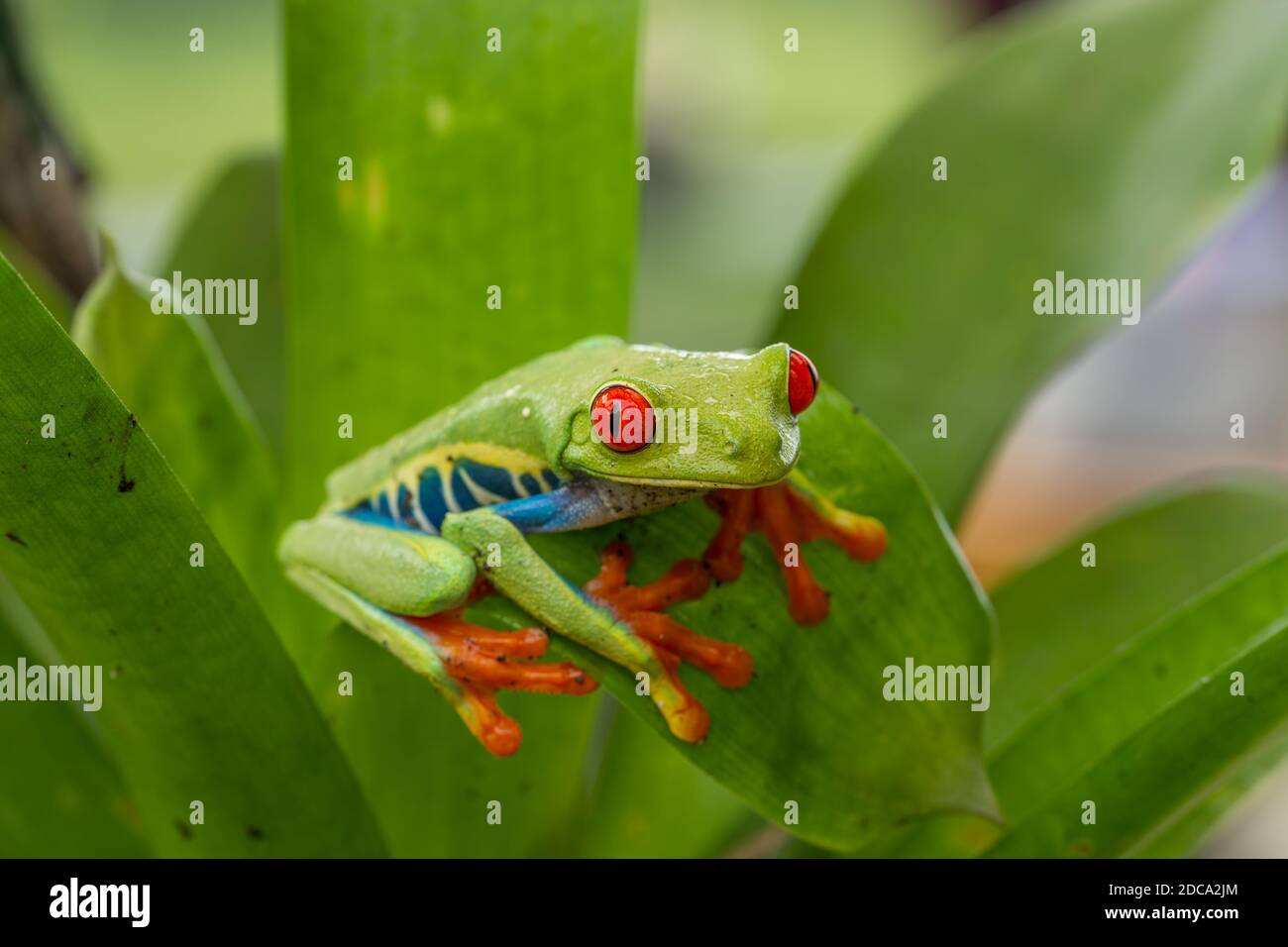 A Red-eyed Tree Frog or Red-eyed Leaf Frog, Agalychnis callidryas, on a ...