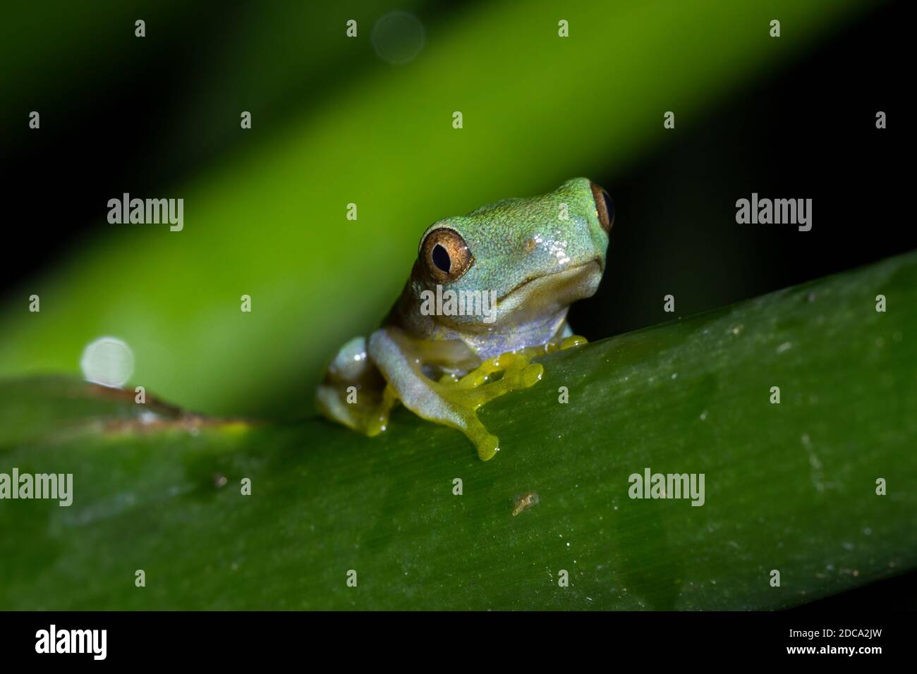 A young juvenile Red-eyed Leaf Frog in the Selva Verde Reserve in the ...