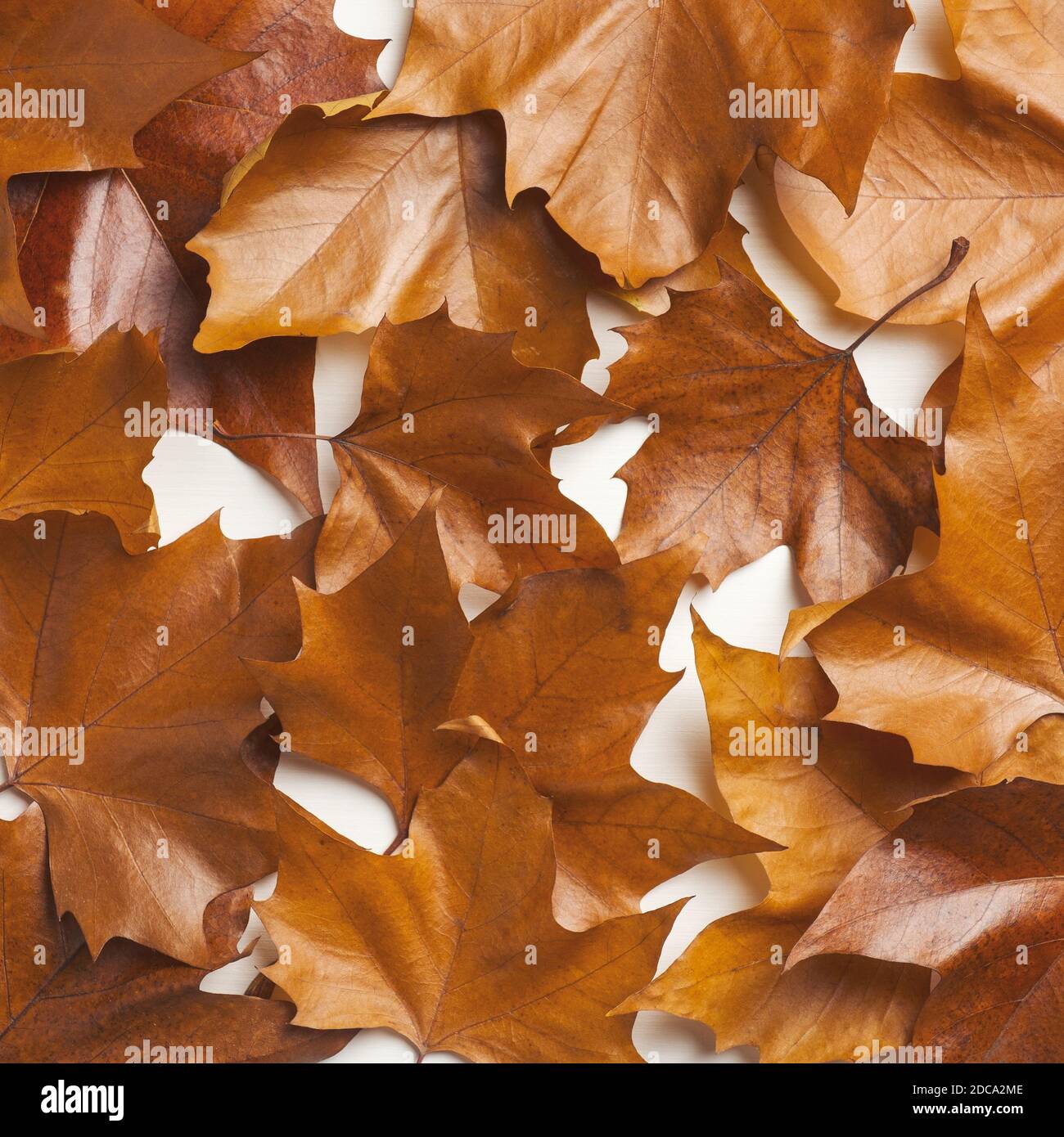 Brown maple leaves pattern. Flat lay, top view. Autumn, fall concept ...