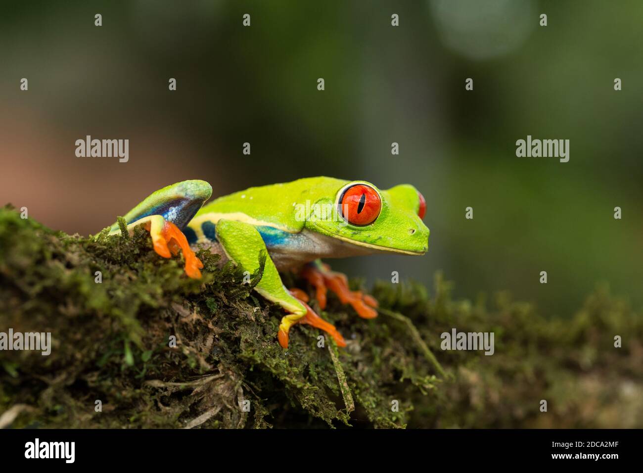 A Red-eyed Tree Frog or Red-eyed Leaf Frog, Agalychnis callidryas, on a ...
