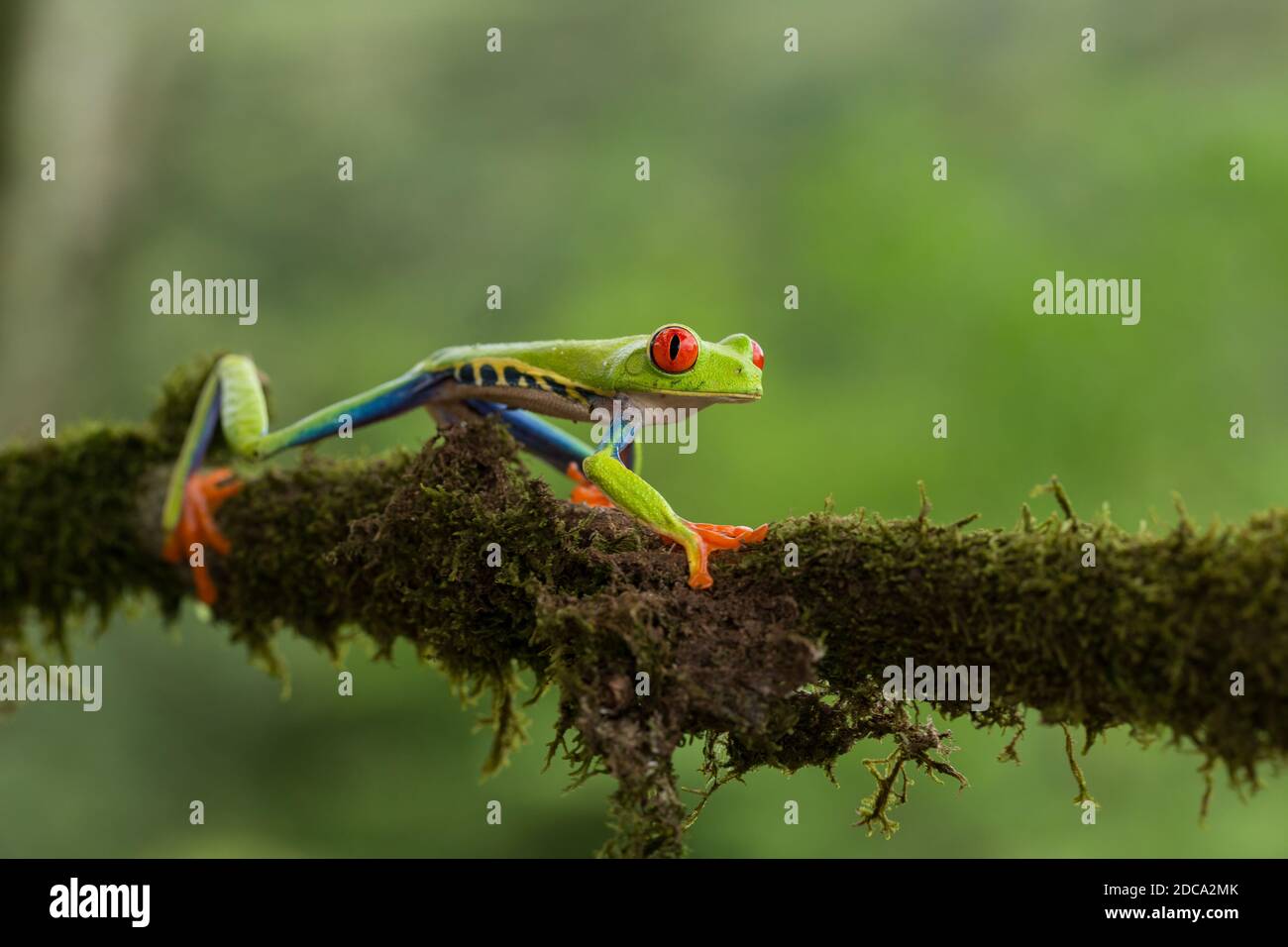 A Red-eyed Tree Frog or Red-eyed Leaf Frog, Agalychnis callidryas ...