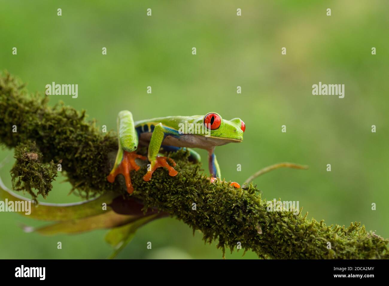 A Red-eyed Tree Frog or Red-eyed Leaf Frog, Agalychnis callidryas, on a ...